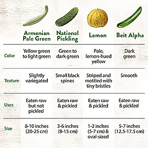 4 Cucumber Seeds Variety Pack - Cucumber Seeds for Planting - National Pickling, Beit Alpha, Armenian Pale Green, & Lemon Cucumbers to Plant Outdoors in Your Vegetable Garden