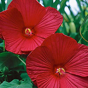 Outsidepride Hardy Hibiscus Luna Red Garden & Container Plant Flower Seed - 10 Seeds