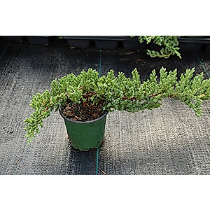 Dwarf Japanese Garden Juniper- Juniperus procumbens ‘Nana’ - 4" Potted - Healthy Evergreen Plant - Plant Great for Bonsai - Each 1 by Growers Solution