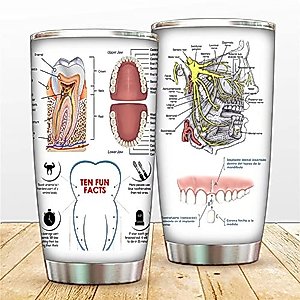 20 oz Anatomical Dental Glass with Lid and Straw,Human Anatomy,Tooth Ten Fun Facts,Medical Office,Stainless Steel Double Wall Vacuum Insulated Coffee Mug