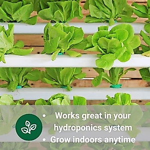 Sow Right Seeds - Hydroponic Vegetable Seeds for Planting - Lettuce, Kale, Arugula, and Pak Choi Seeds for Planting and Growing a Hydroponic Greens - Garden Indoors - Perfect for Your Growing System