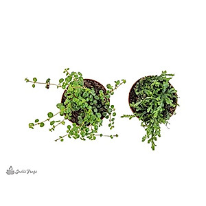 Josh's Frogs Tarantula Vivarium Bioactive Plant Kit (3x3x6 Terrarium)
