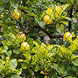 Bird Netting 25'x50' with 2.4" Square Mesh Garden Netting Bird Net for Chicken Coop, Poultry Netting Heavy Duty Nylon Netting for Garden, Aviary, Pests, Deer Fence Chicken Netting Fruit Tree Netting