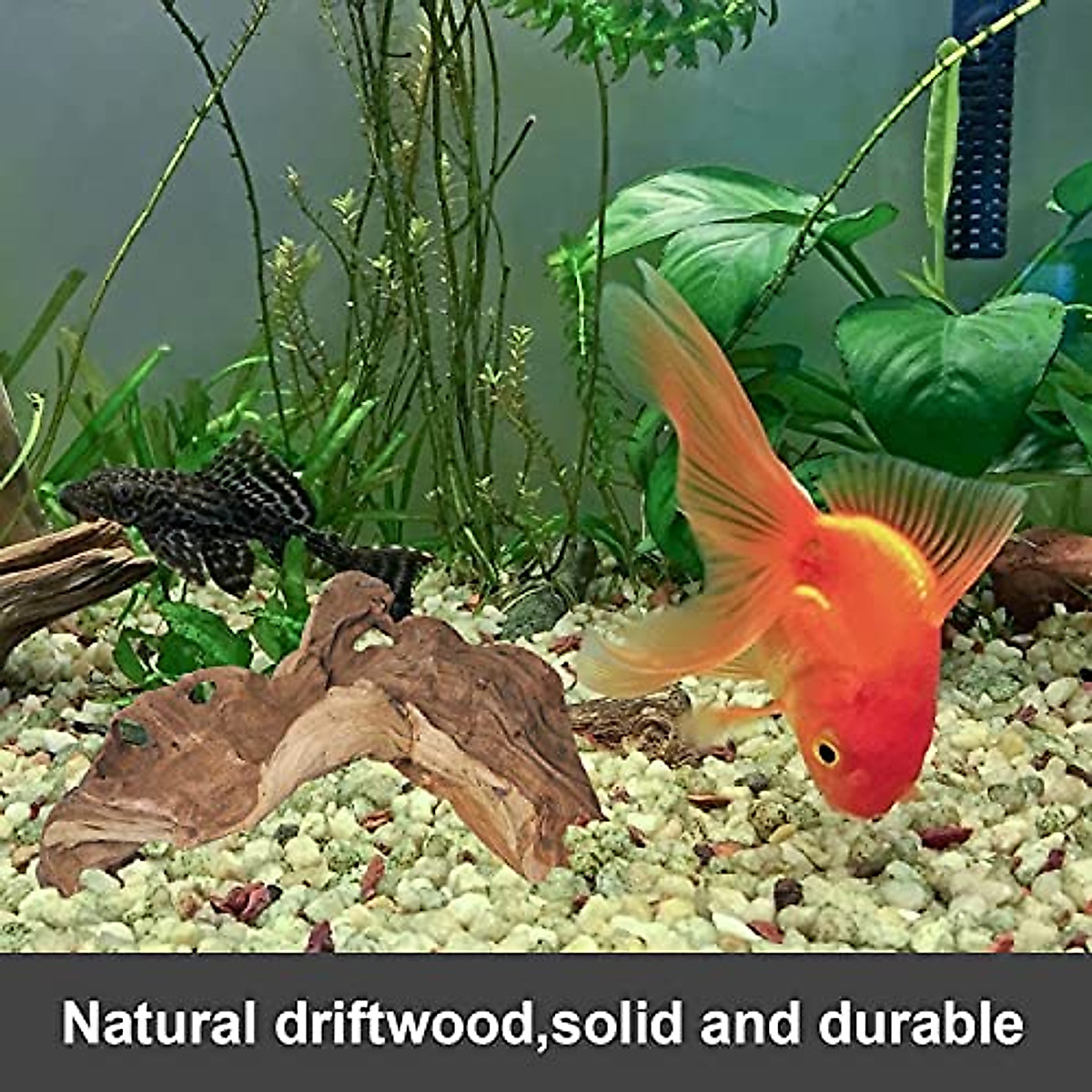 Aucks Natural Large Driftwood for Fish Tank Decoration,12 Inch-14 Inch Pack of 2 Pieces, Driftwood for Aquarium Reptile Decor, Brown