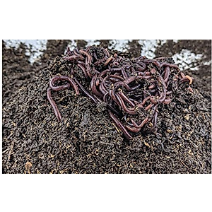 BROTHERS WORM FARM - 100 Live Red Wiggler Composting Worm Mix. Worms for Composting and Creating Worm Castings at Home. Ideal for Worm Composters, Gardens, and Worm Bins.