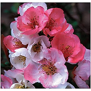 TriStar Plants - Toyo Noshiki Flowering Quince, 3 Pack - Established Roots - Quince Bush - chaenomeles - Live Plant- Bonsai - Indoor Plant - Fruit