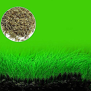 Aquarium Grass Plant Seeds, West Coast Easy Aquatic Live Plant, for Garden Lawn Fish Tank Aquarium Decor