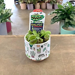 Little Pot of Horrors, Live Venus Fly Trap Live Plant, Live Venus Flytrap Live Plants Indoor, Venus Fly Trap Soil, Indoor Plants Venus Fly Trap Pot, Venus Fly Trap Plant