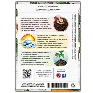 Seed Needs, Black-Eyed Susan Vine Seeds - 100 Heirloom Seeds for Planting Thunbergia alata - Annual Vining Flowers to Cover a Fence or Trellis (1 Pack)