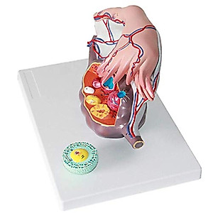 DEAVER Uterine Anatomy Model Ovarian Enlargement Model Skin and Genitourinary System Anatomical Medical Educational Training Aid,Medical Models & Educational Materials