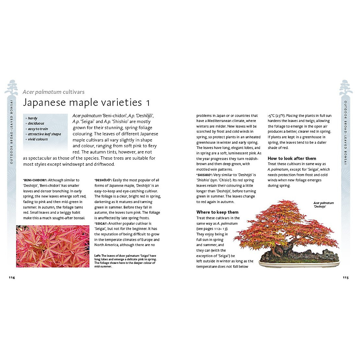 The Bonsai Beginner's Bible