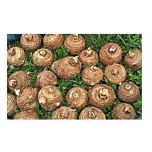 Ready 2 Grow 25 Live Bulbs Colocasia Esculenta Elephant Ear Taro Gabi Kalo Eddo