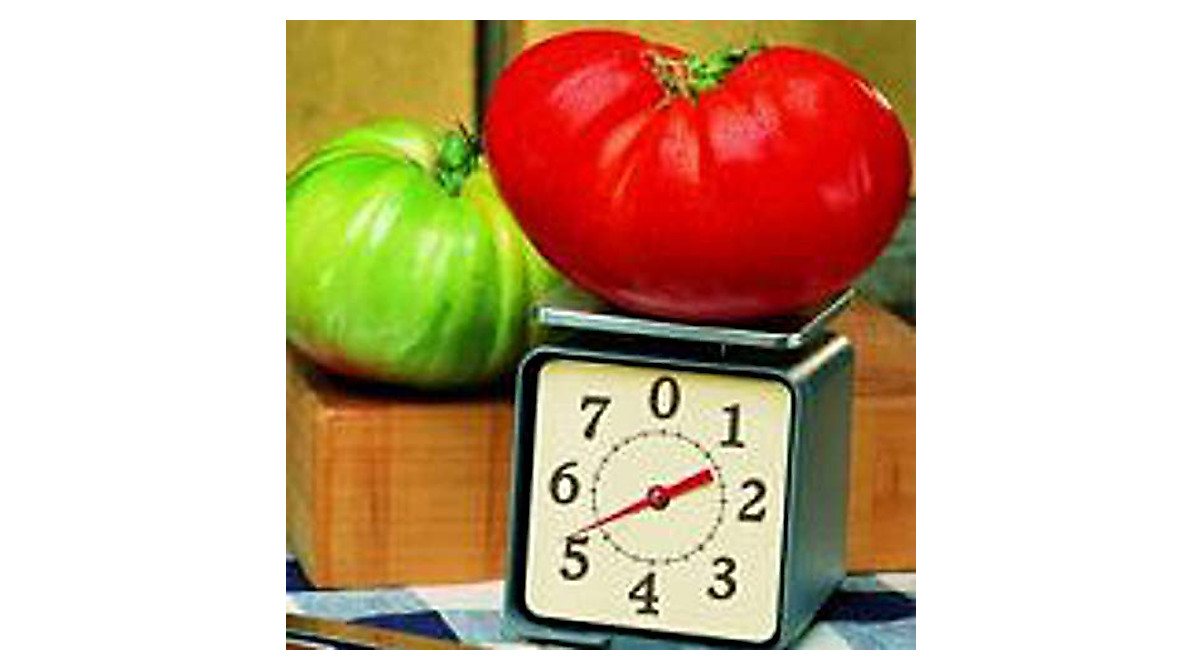 Big Zac Tomato Seeds - Non GMO & High Yield
