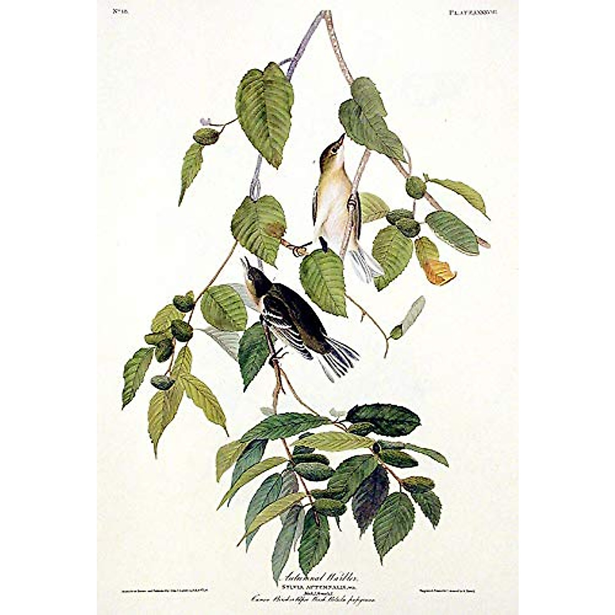 Autumnal Warbler. From"The Birds of America" (Amsterdam Edition)