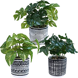 Winlyn 3 Pcs Small Artificial Potted Tropical Plants Faux Monstera Ivy Pothos in Black Geometric Pots for Gifts Hawaiian Tropical Luau Party Table Shelf Office Indoor Outdoor Decor