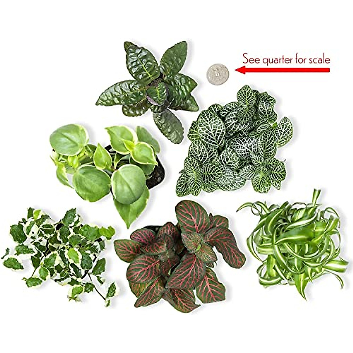 Altman Plants Live Houseplants (6PK), Indoor Plants for Delivery Prime, Live Plants and Gardening Gifts for Plant Lovers, Planters for Indoor Plants with Potting Soil, Live House Plants Indoors Live