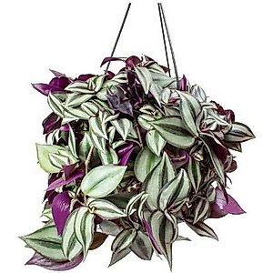 Yunaksea 35 Purple Wandering Jew Cuttings for Growing Indoor, 6 Inc to 8 Inc Tall, Ornaments Perennial Garden Simple to Grow Pot