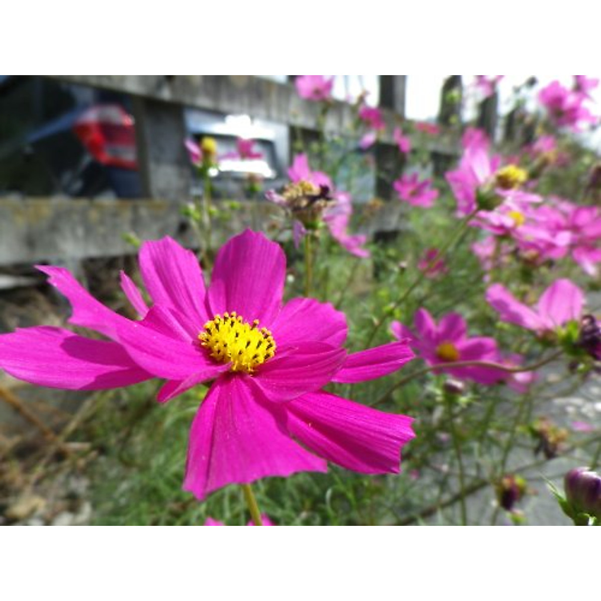 PENTAX digital camera Optio RZ18 (Pearl White) 16 million pixel 25mm 18x optical compact, lightweight OPTIORZ18WH