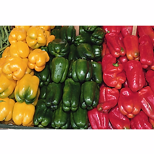 NIKA SEEDS - Seeds Vegetable Sweet Bell Pepper Rainbow Mix - 30 Seeds