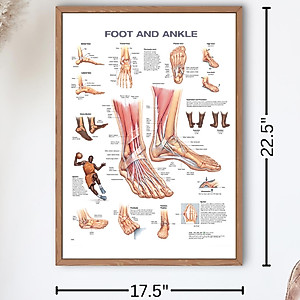 Foot and Ankle Anatomical Chart