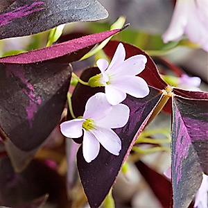 Easy to Grow Oxalis Triangularis 'Purple Shamrocks' Plant Bulbs (20 Pack) - Dark Purple Foliage & Light Pink Flowering Blooms for Indoor or Outdoor Gardens