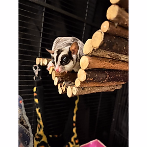 Flex Bridge (Large) - Bendable Natural Wooden Suspension Bridge Cage Accessory Climbing Toy - Sugar Gliders, Rats, Chinchillas, Ferrets, Parrots, Birds, Hamsters, Hedgehogs, Guinea Pigs, Monkeys
