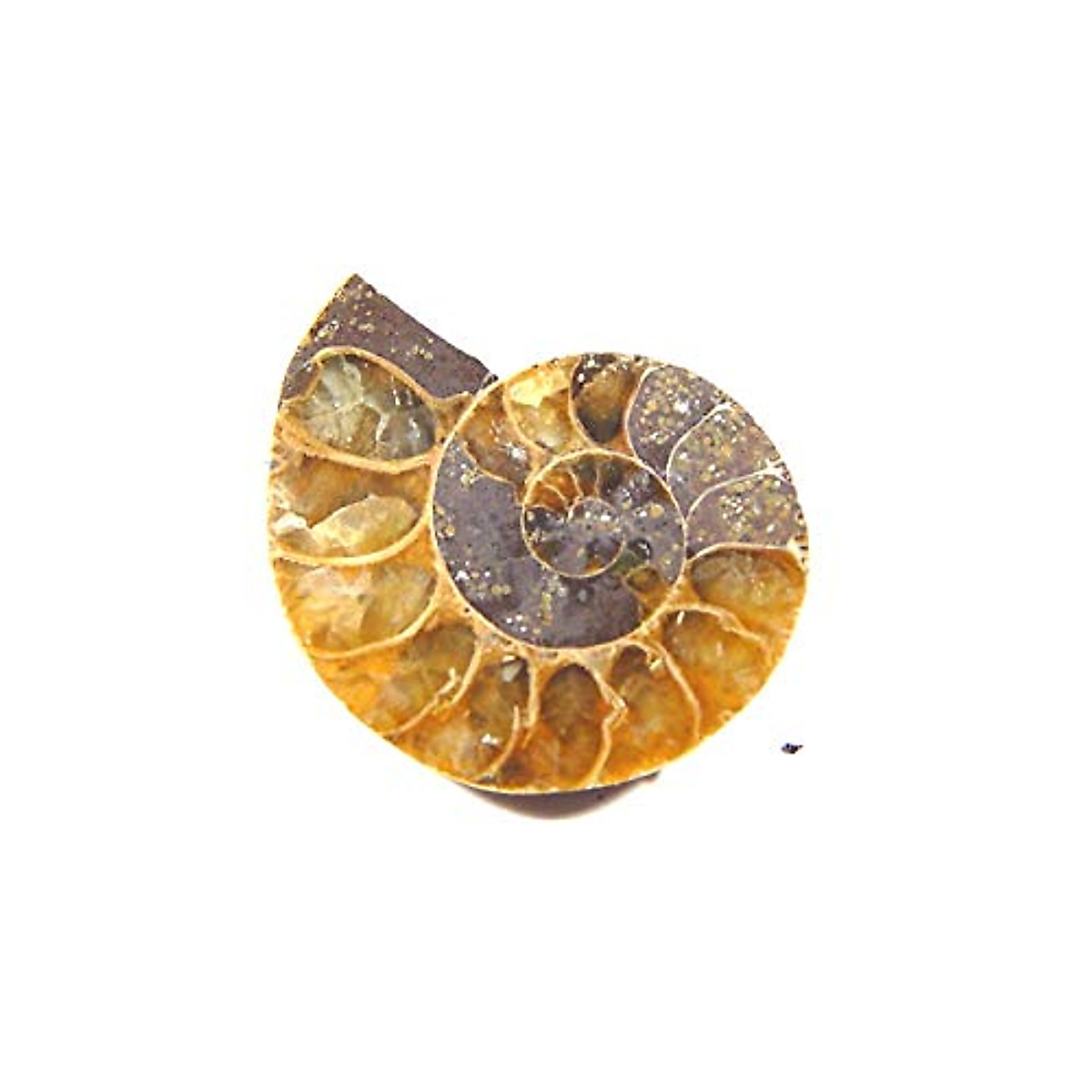 Shrinivasa Sudarshan Shaligram 1.5cm - 2.5cm from Kali Gandaki 1 pcs