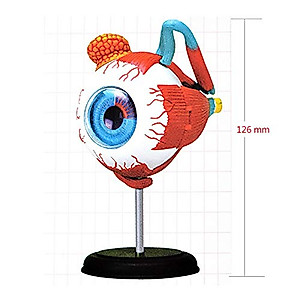 OUBO 4D Anatomical Human Eyes Structural Model Anatomy Medical Teaching School