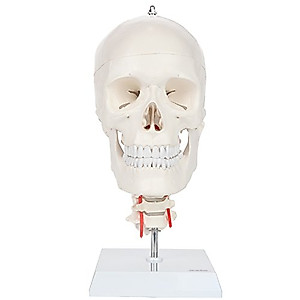 Axis Scientific 3-Part Human Skull Model with Flexible Neck | Life Size Plastic Skull on a Flexible Cervical Spine Molded from a Real Human Skull
