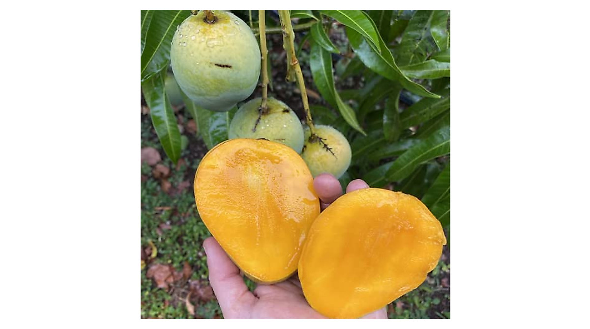 Mango Fruit Tree Seeds - Plant Your Own Sweet Mangoes