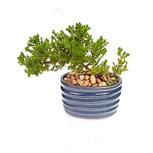 Japanese Juniper Bonsai Starter Tree 4'' Blue Vase