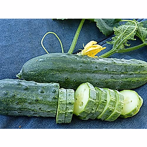 Gaea's Blessing Seeds - Spacemaster Cucumber Seeds (2.0g) Non-GMO Seeds with Easy to Follow Planting Instructions - Heirloom 90% Germination Rate