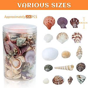 Weoxpr 200pcs Sea Shells Mixed Ocean Beach Seashells, Various Sizes Natural Seashells for Fish Tank, Home Decorations, Beach Theme Party, Candle Making, Wedding Decor, DIY Crafts, Fish Tan