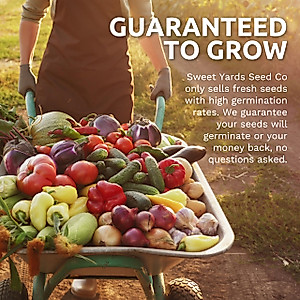 Organic English Thyme Seeds – Seed Packet of Over 8000 Open Pollinated Non-GMO Seeds – Sweet Yards Seed Co.