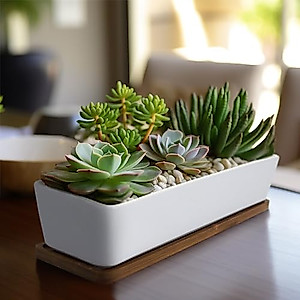 Ceramic Succulent Pots - 1 Pot - Long Rectangle - with Bamboo Tray - White - 11"
