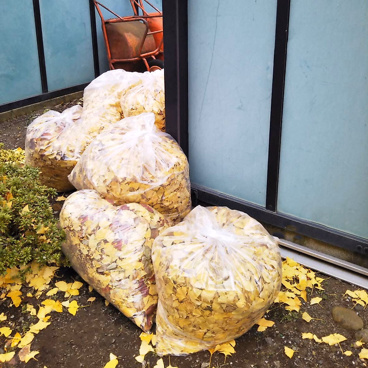 55 Gallon Clear Trash Bags, (50 Bags w/Ties) Large Clear Plastic Recycling Garbage Bags