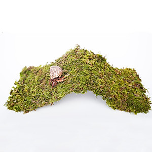 Begeterday Hermit Crab Climbing Toys, 13.5 inch Bendable Climbing Bridge, Ideal Hermit Crab Supplies for 10 Gallon Hermit Crab Tank