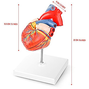MIIRR Human Heart Model, 2-Part Life Size Heart Model Educational Tool, 3D Heart Model Anatomy, Accurate Numbered Heart Medical Anatomy Model with Magnets on Base