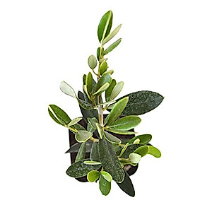 9GreenBox - Olive Tree - Tree of Peace - Olea europaea - 2 Pack