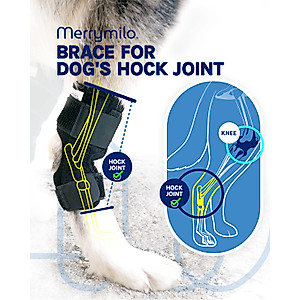 MerryMilo Dog Leg Brace for Rear Hock & Ankle, Canine Hind Leg Joint Compression Wrap for Torn ACL & CCL, Injury and Sprain Protection, Wound Care and Loss of Stability from Arthritis 1 Pair (Size: M)