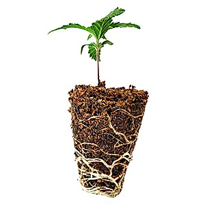 Mosser Lee ML0003 SucSeed Premium Seed Starter 244 cubic inch