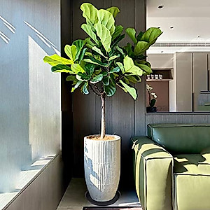 Bleuhome 4 Pack of 16 inch Plant Saucer (13.5" Base), Heavy Duty Plastic Plant Tray for Pots, Flower Water Trays for Indoors, Bird Bath Bowls, Plant Drip Saucers for Planter 14"/15"/16" (Black)