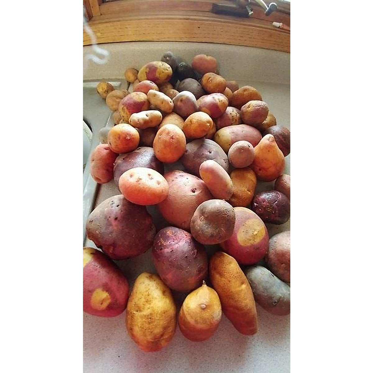 Russet Potato Seeds, 70 TPS True Potato Seeds Russet Yellow Mix Potatoes Berry I Planting Ornaments Garden Perennials Simple to Grow Pots Gift