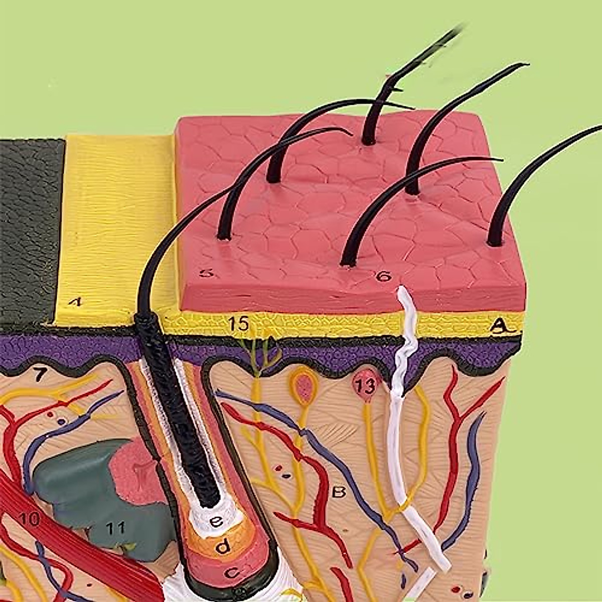 ZALTAS 50X Enlarged Anatomical Model Skin Model Anatomy for Science Classroom Study Display Teaching Medical Model Human Body Anatomy Replica A