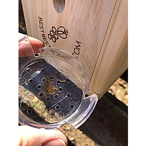 Bee-Licious Bee Bait All Natural Carpenter Bee Lure Attracts More Carpenter Bees to Your Carpenter Bee Traps