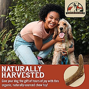 Elk Antlers for Dogs - Grade A, Naturally Shed Antlers | Long Lasting Dog Bones for Aggressive Chewers & Teething Puppies | All Breeds Chew Toy USA Made & Veteran Owned | Large: 7" Whole Elk, 1-Pack