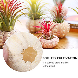Hemoton 4Pcs Sea Urchin Shells Air Plant Planter Holder Tillandsia Small Container Plant Bonsai Cactus Pot Decorative Home Decor for Desktop