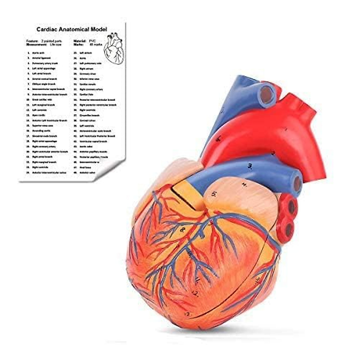 SKUMOD 1:1 Human Heart Model, 2-Part Life Size Accurate Numbered Heart Shows 48 Anatomical Internal Structures Medical Heart Model