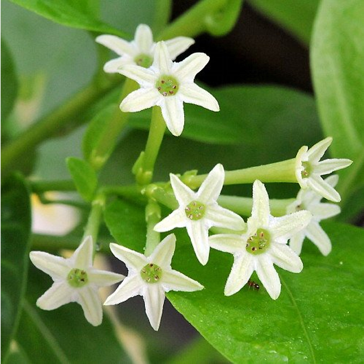 Ohio Grown Night Blooming Jasmine Plant - Cestrum nocturnum - 4" Pot