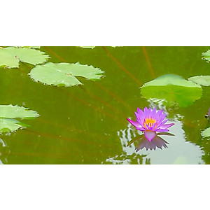 Nature DVD -Tropical Gardens and Orchids and Butterflies - with Music and Nature Sounds 2016